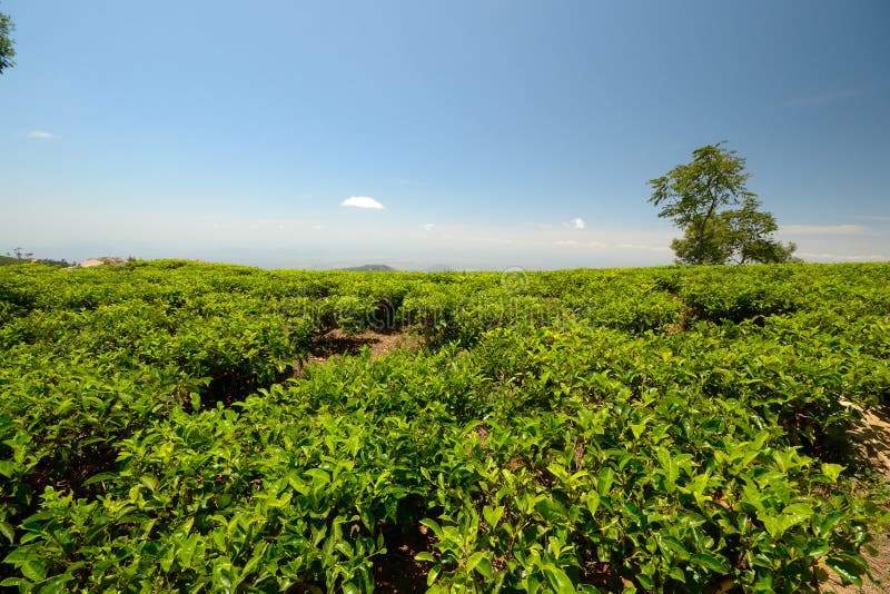 Sri Lankan tea crops stock photo. Image of lush, leaves - 28665482