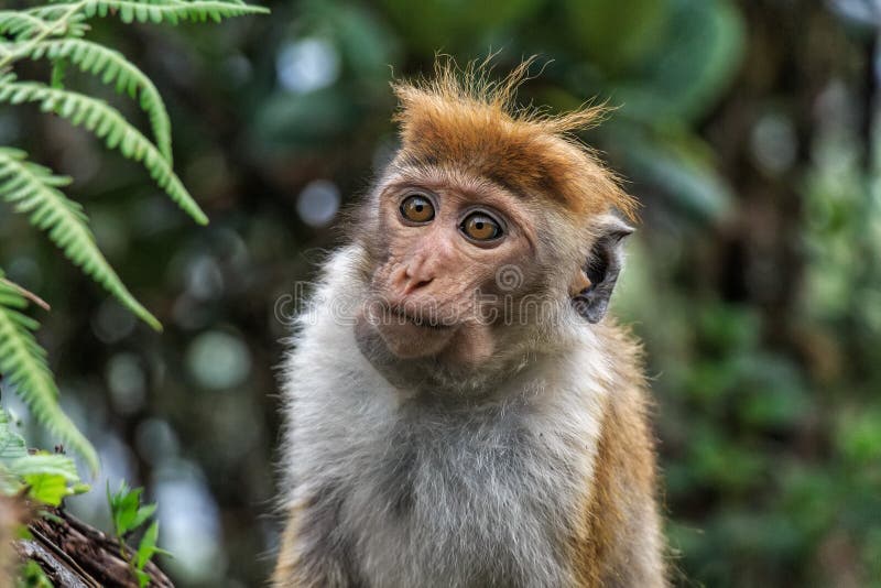 Sri-Lankan toque macaque stock image. Image of scoffer - 86075371