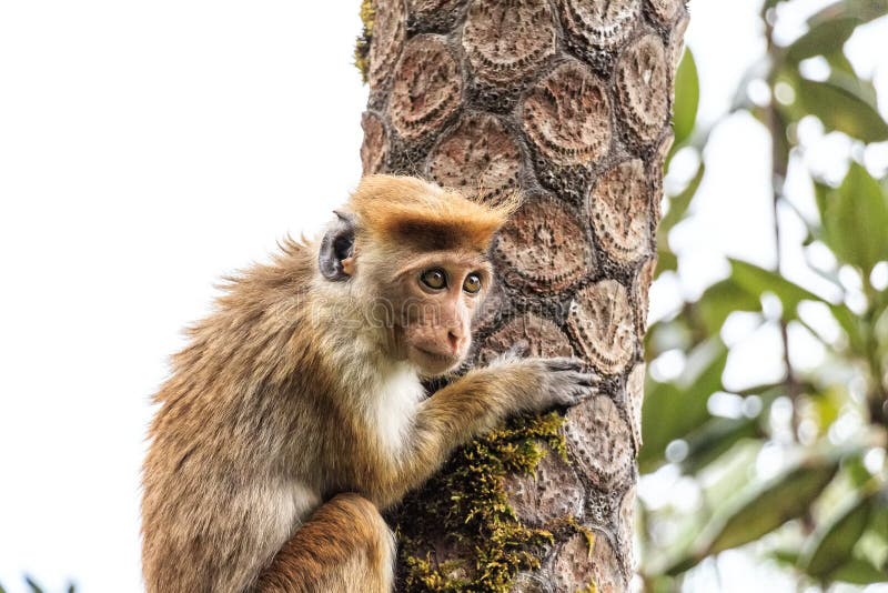 Sri-Lankan toque macaque stock photo. Image of mammal - 87274012