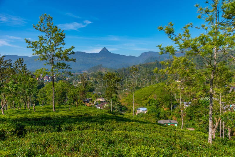 Sri Pada Mountain Viewed Behind Tea Plantations at Sri Lanka Stock ...