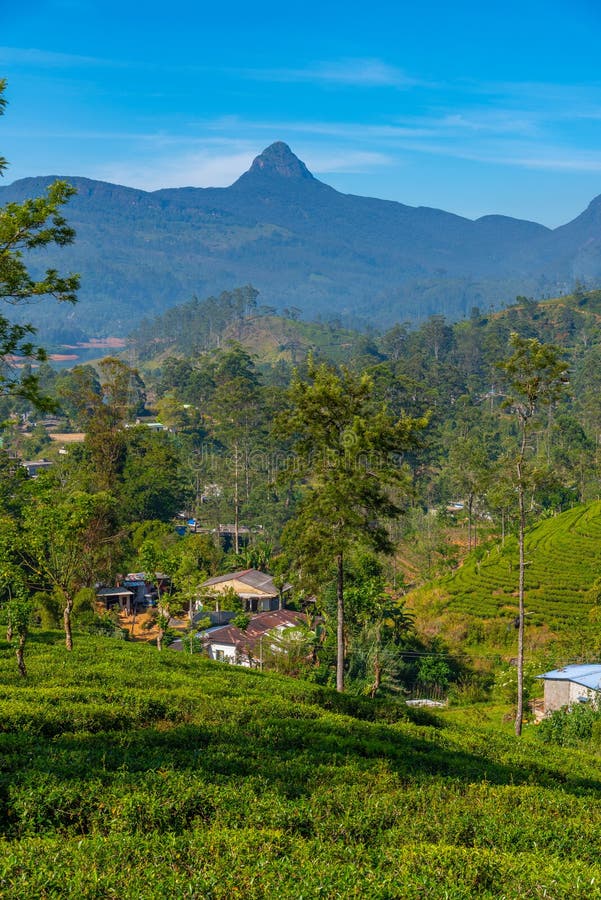 Sri Pada Mountain Viewed Behind Tea Plantations at Sri Lanka Stock ...