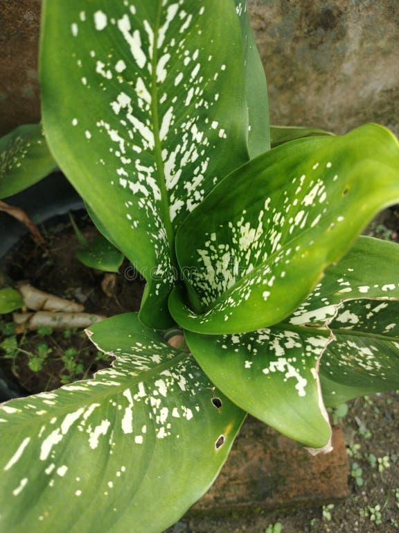 Sri Sustenance Leaves Green with White Pattern Stock Photo - Image of ...
