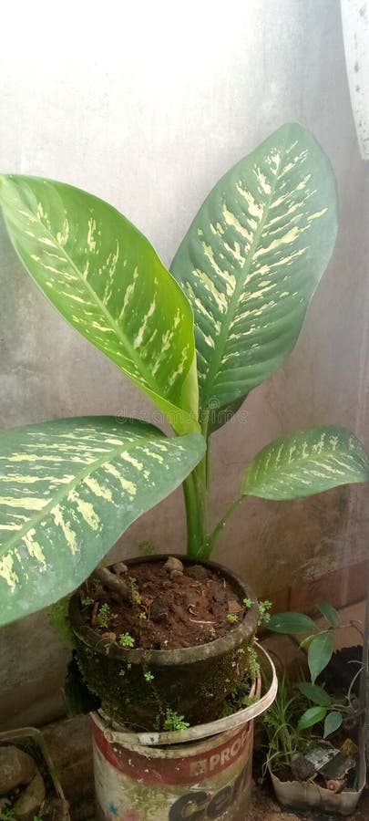 Sri sustenance plant stock photo. Image of food, plant - 288253416