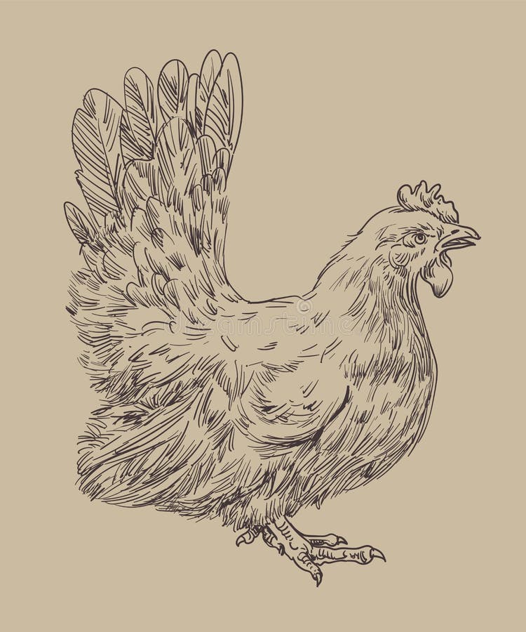 Bantam Hen Stock Illustrations – 973 Bantam Hen Stock Illustrations ...