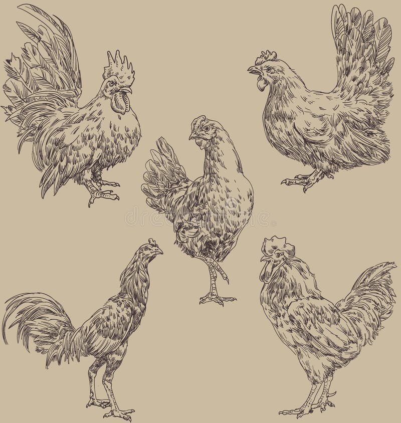 Hand Draw Chicken Collection Vector Illustration Stock Vector ...
