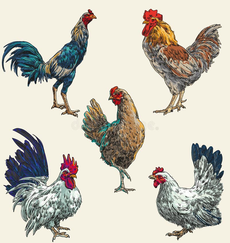Hand Draw Chicken Collection Vector Illustration Colour B Stock Vector ...