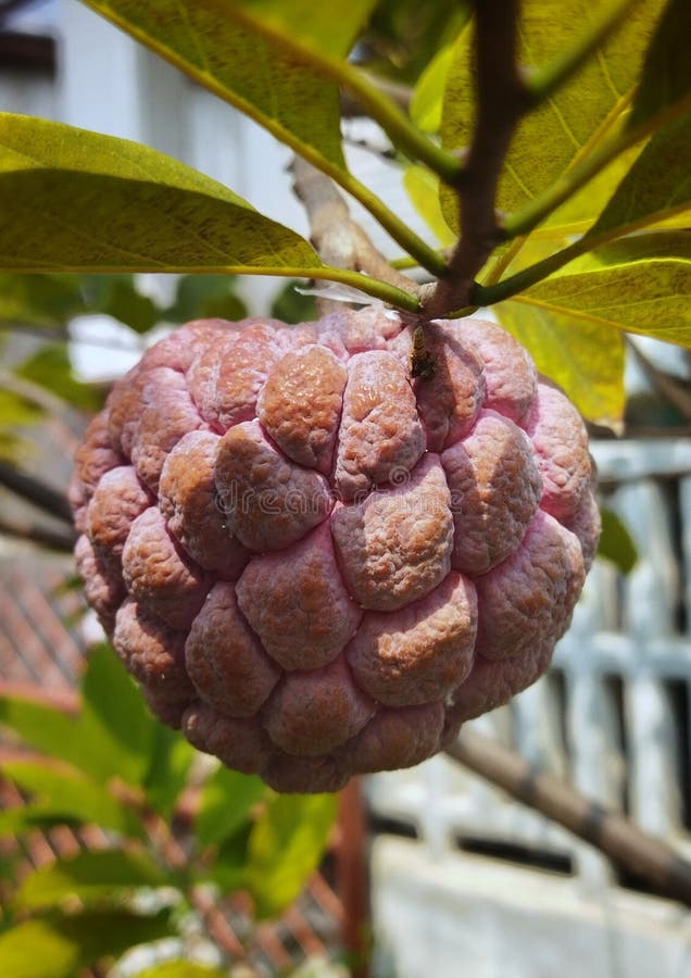 Srikaya Fruit Details Close Up Sweet Stock Photo - Image of fruit ...