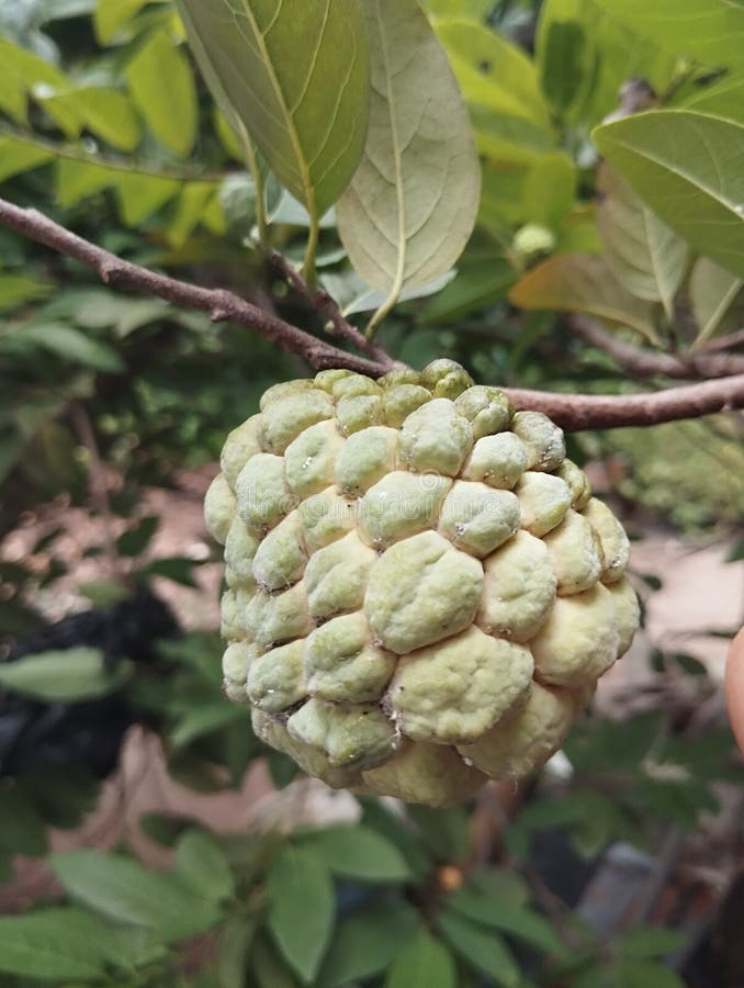 Srikaya Fruit Grows a Lot in Tropical Areas Stock Photo - Image of ...