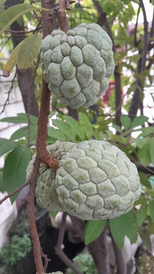 Srikaya Fruit is Round in Shape with Skin Like Scales Stock Image ...