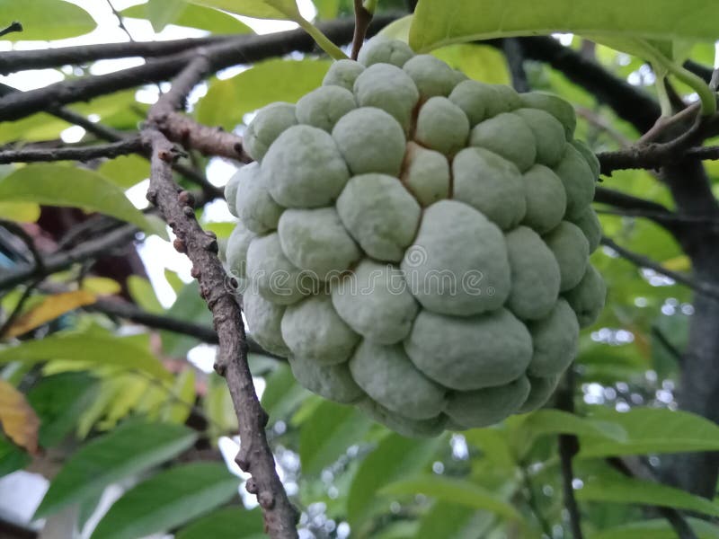 Srikaya Tree that Thrives in the Yard, this Fruit Has a Strong Sweet ...