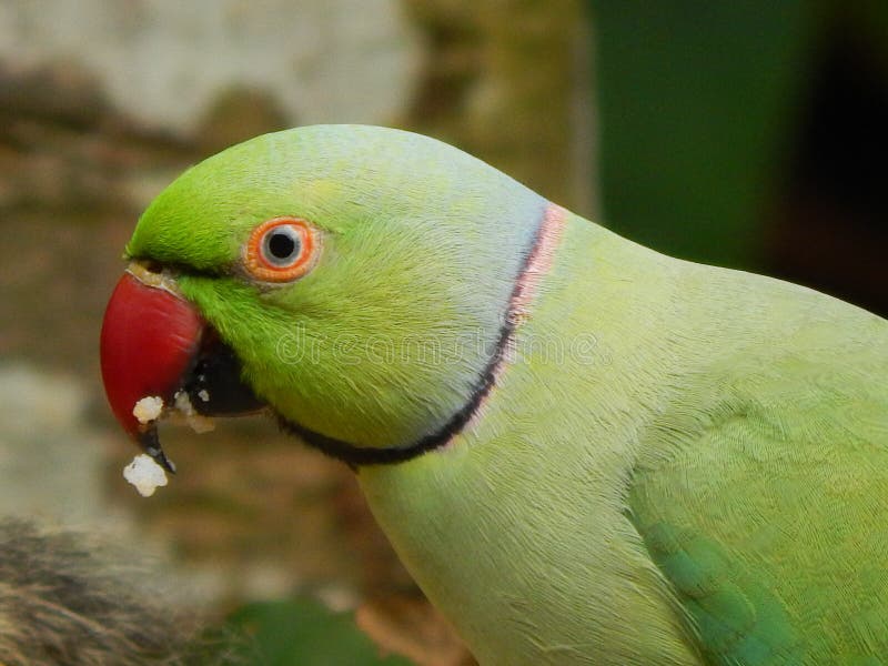 Srilanka Mala Girawa stock photo. Image of girawa, beauty - 105721594