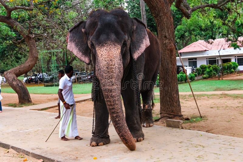 Srilankan Domestic Elephant in Kataragama Devalaya Editorial Image ...