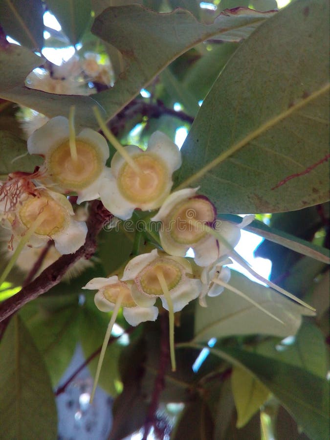 Jambu flower stock photo. Image of india, fruit, leave - 100700560
