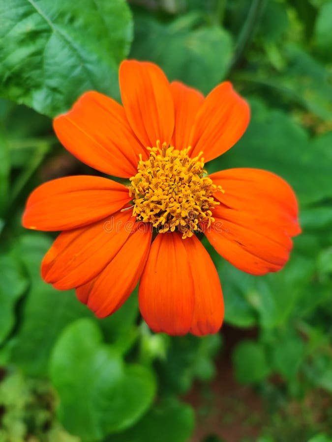 Srilankan Orange Colour Flower Stock Image - Image of herb, field ...