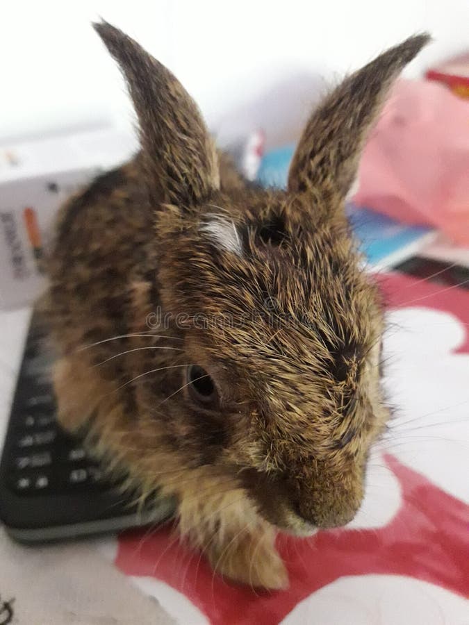 Srilankan while rabbit stock image. Image of home, hwhile - 125136413