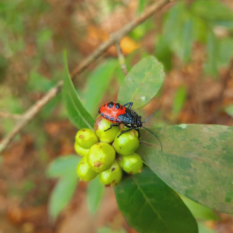 Srilankan Red Lady Bird Insect Stock Photo - Image of nature, bird ...