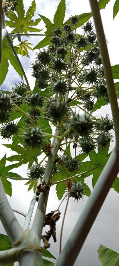 Srilankan thel edaru tree stock image. Image of thel - 240580363