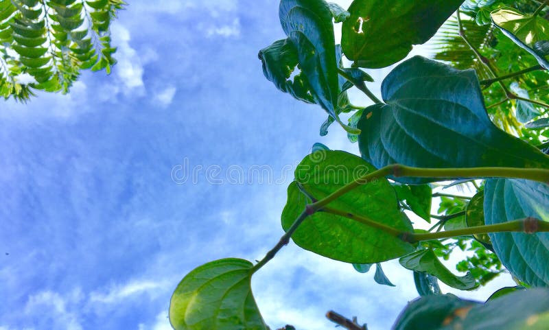 Bulath stock photo. Image of leaves, blue, srilankan - 114785066