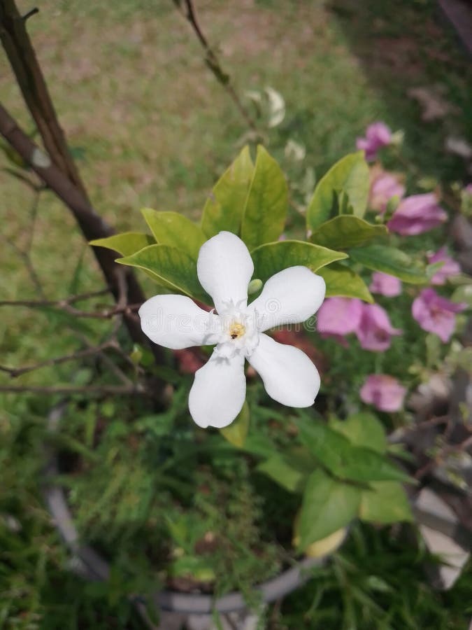 Srilankan White Angel Flower (iddha) Stock Photo - Image of idda ...