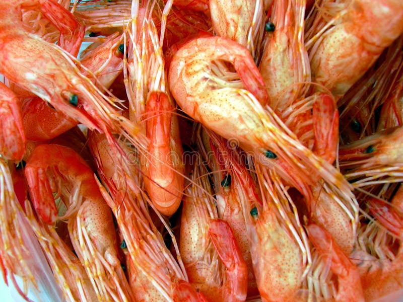 Srimp 1 foto de archivo. Imagen de sabroso, hecho, listo - 164414
