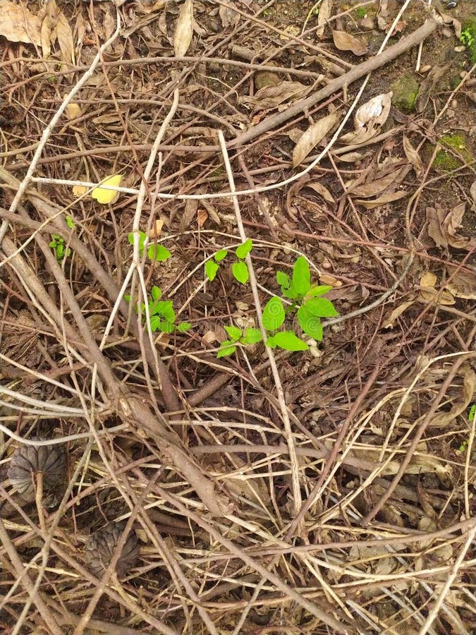 Sririchtree Growing between Humus and Dry Stems Stock Photo - Image of ...