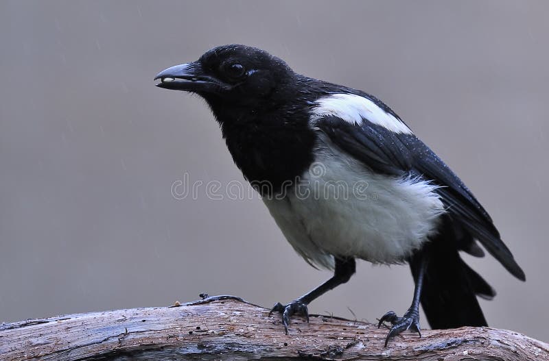 Sroka obraz stock. Obraz złożonej z czerń, fauny, ptak - 22933921