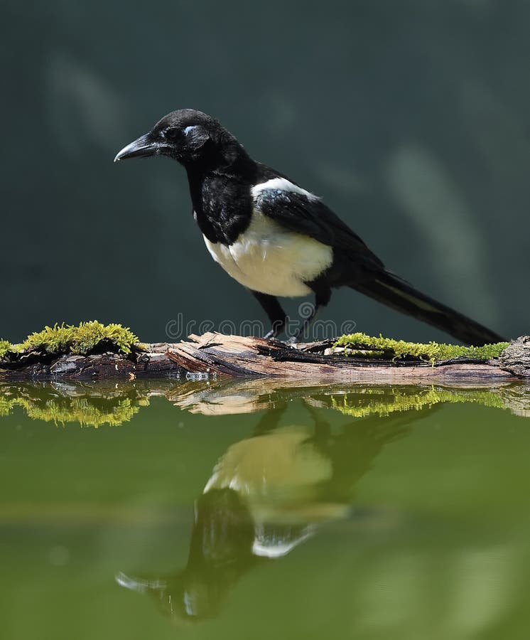Sroka obraz stock. Obraz złożonej z czerń, fauny, ptak - 22933921
