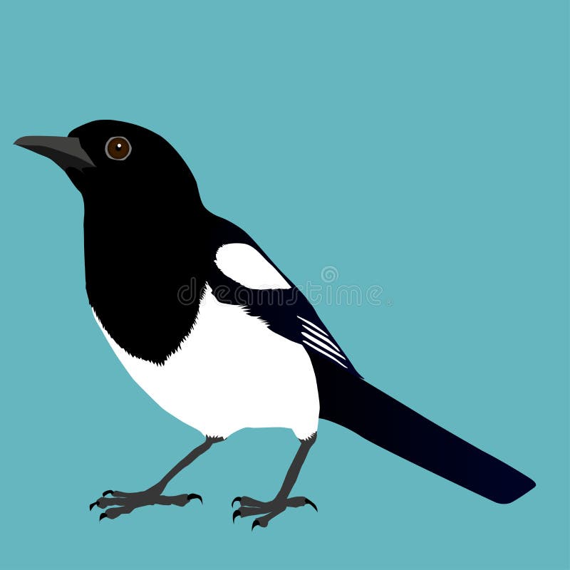 Sroka Stockowych Ilustracji, Wektorów & Klipartów – (1,391 Stock ...