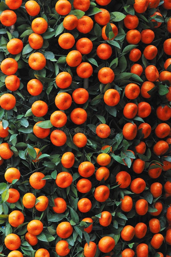 Chinese Srping Festival Stock Photos - Free & Royalty-Free Stock Photos ...