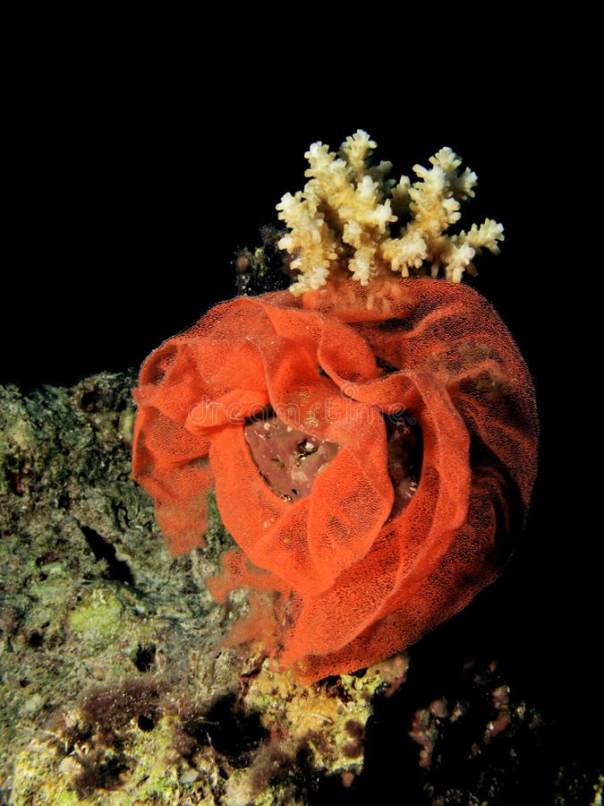 Sspanish dancer stock photo. Image of ocean, environment - 11688552