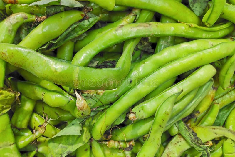 Sstack of Fava Beans in a Market Stall Stock Photo - Image of heap ...