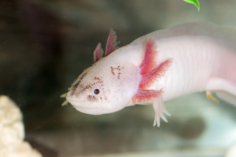 Porträtt av en axolotl arkivfoto. Bild av huvud, livstid - 38831506