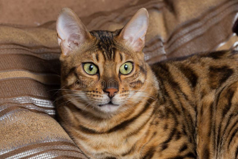 Bengal kattsilver fotografering för bildbyråer. Bild av feline - 53378353