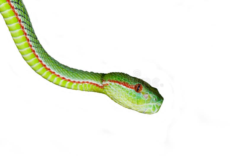 Stående Av Den Giftiga Ormen Arkivfoto - Bild av stängning, makro: 37747112
