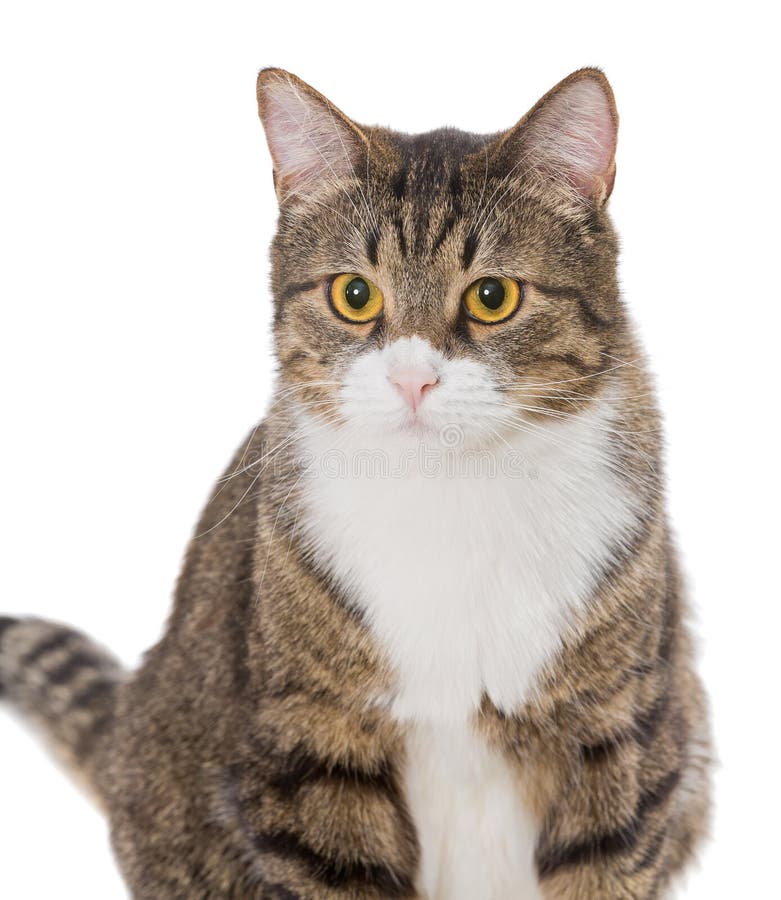 Stor randig katt arkivfoto. Bild av angus - 34439628