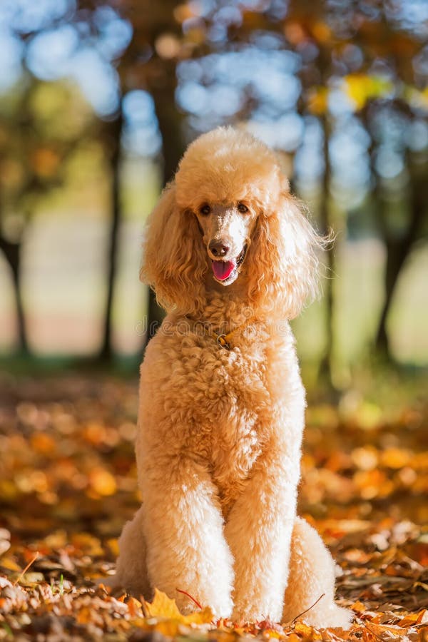 Den Kungliga Pudeln Hoppar I Vattnet Fotografering för Bildbyråer ...