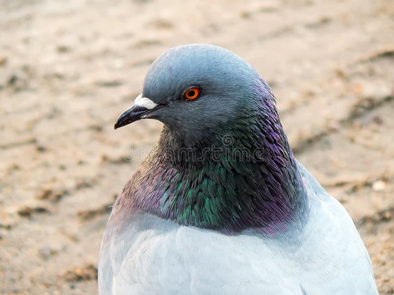 Stadsduva arkivfoto. Bild av stad, fjädrar, angus, avila - 55718202