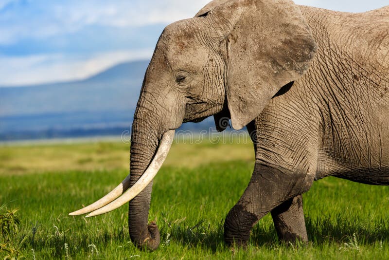 Stor elefantman arkivfoto. Bild av bebis, elfenben, öra - 49183354