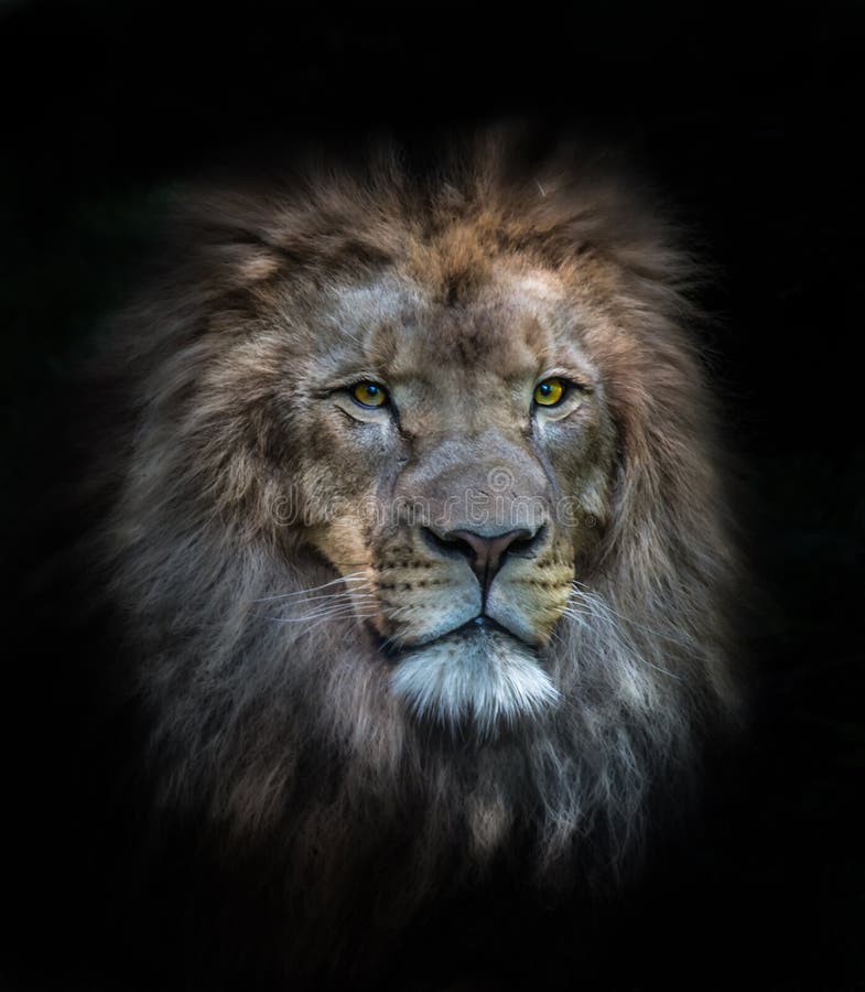 Stående Av Det Enorma Härliga Manliga Afrikanska Lejonet Mot Svart ...