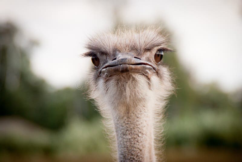 Stående av rolig struts 2 arkivfoto. Bild av afrikansk - 60453740