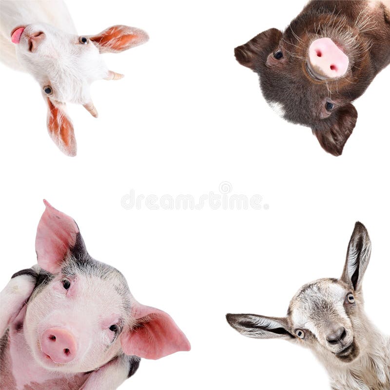 Roliga svin arkivfoto. Bild av smutsigt, stank, slam - 40101128