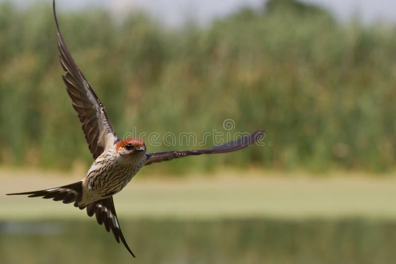 Större randig svala arkivfoto. Bild av större, luft, randigt - 36761544