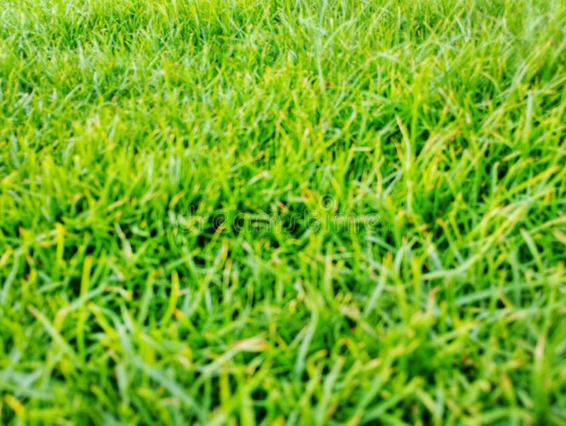 St. Augustine Grass (Stenotaphrum Secundatum), Also Known As Buffalo ...