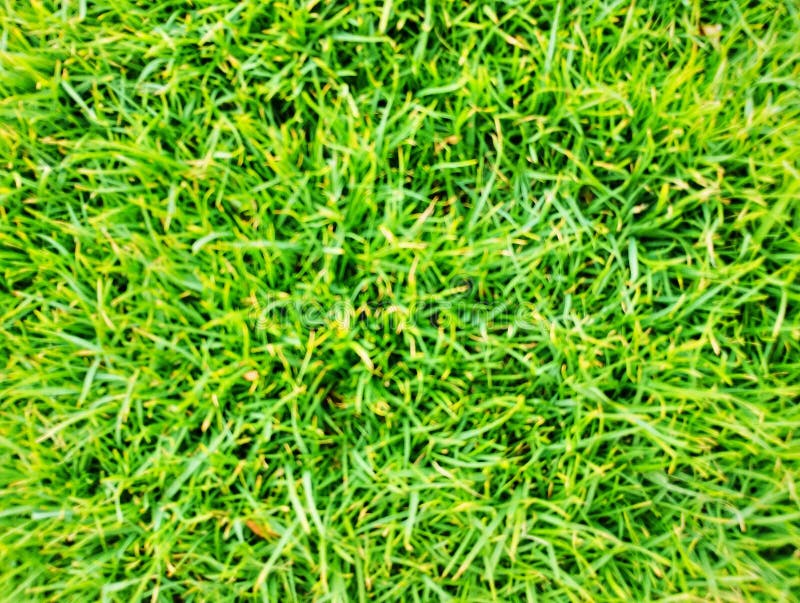 St. Augustine Grass (Stenotaphrum Secundatum), Also Known As Buffalo ...