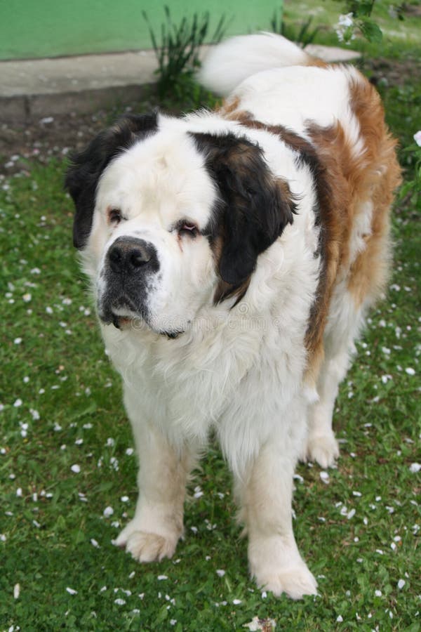 St Bernanrd stock photo. Image of bernard, white, bernanrd - 87983746