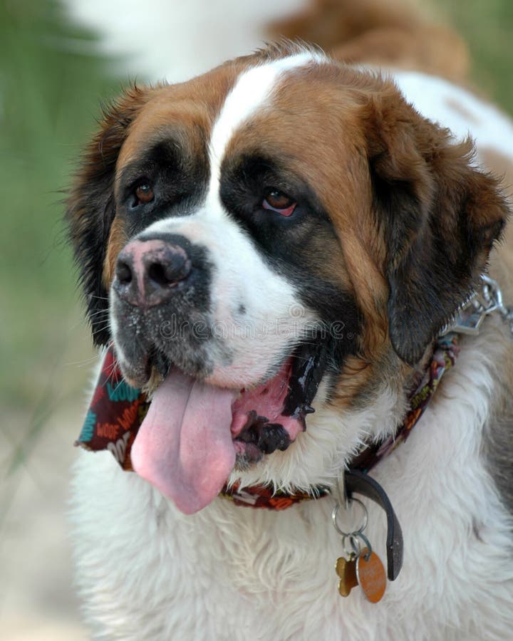 St. Bernard stock image. Image of animal, bernard, haed - 3115441