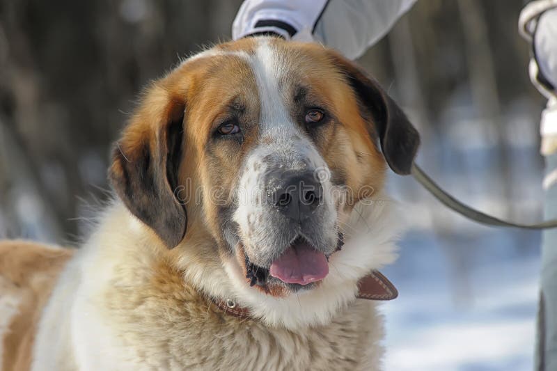St bernard face stock photo. Image of face, bruise, brown - 14706486