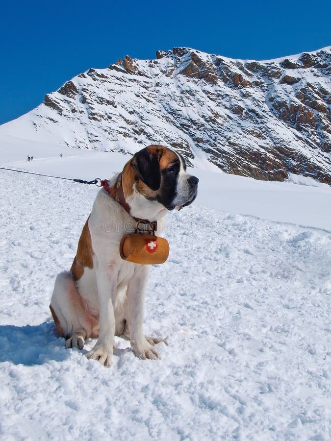 St. Bernard dog stock image. Image of nature, animal, alps - 9121825