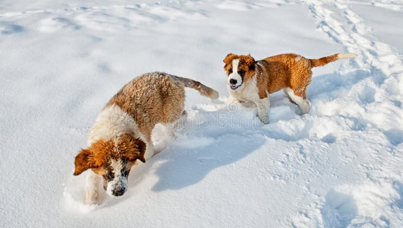 St. Bernard running stock photo. Image of action, park - 4847490