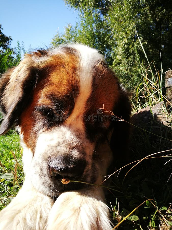 St bernard face stock photo. Image of pooch, animals - 14706486